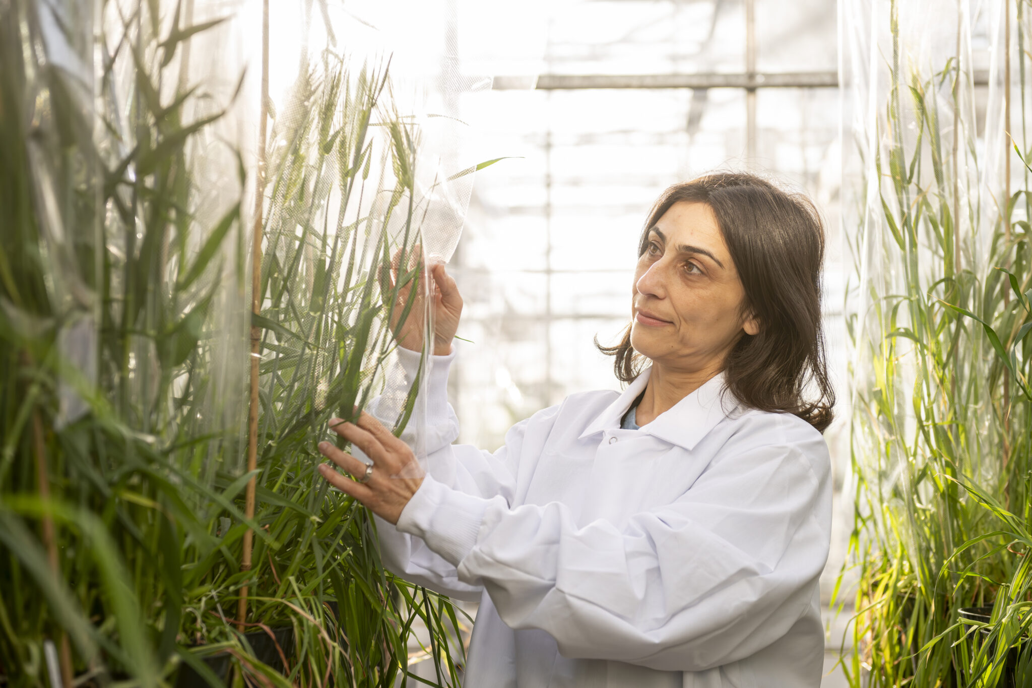 Agriculture & Agtech Innovation | Innovation Saskatchewan